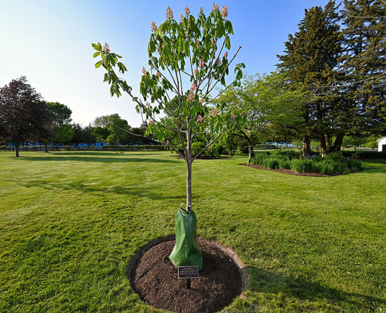 Memorial Tree Dedication in President's Garden - Blog - Wheaton College ...